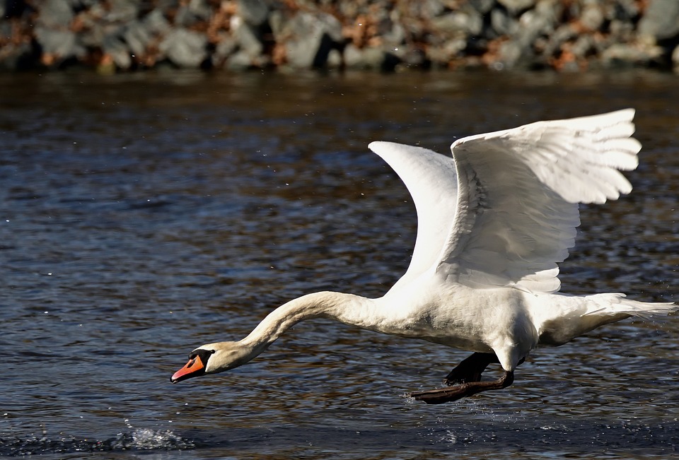 Swan Water Bird Flight - Free photo on Pixabay