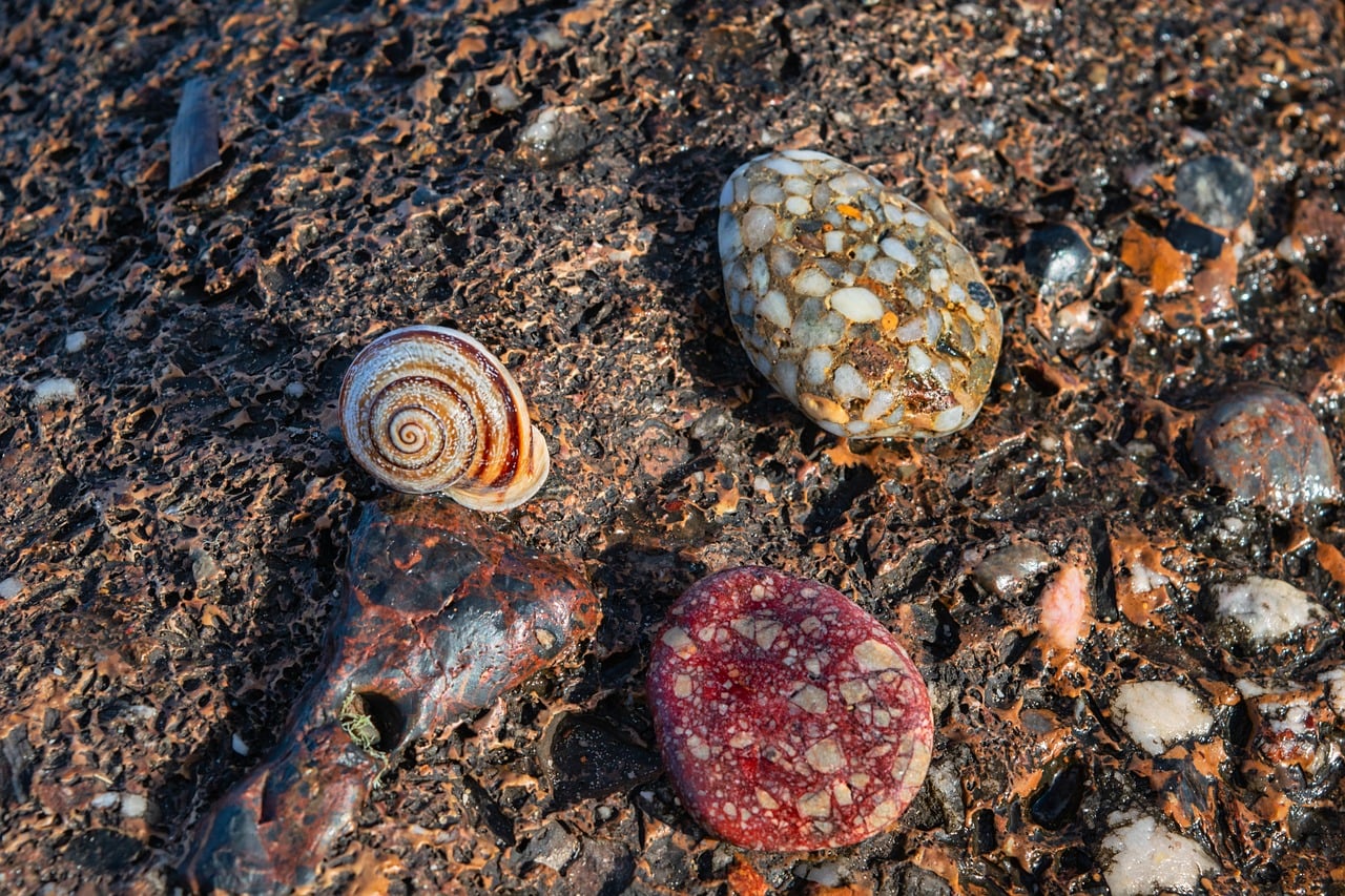 Sea Shell Rock - Free photo on Pixabay