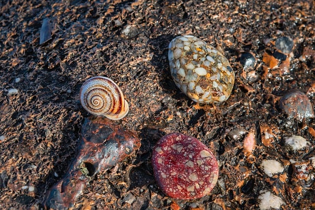 Sea Shell Rock - Free photo on Pixabay