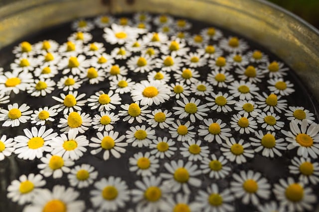 30,000+ Free Floating Petals & Nature Images - Pixabay