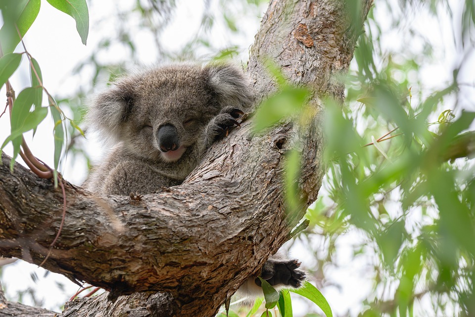 Koala Marsupial Phascolarctos - Photo gratuite sur Pixabay