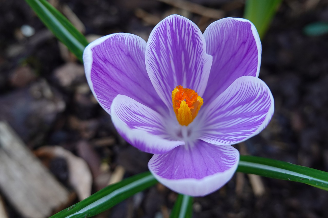 Crocus Nature Spring - Free photo on Pixabay