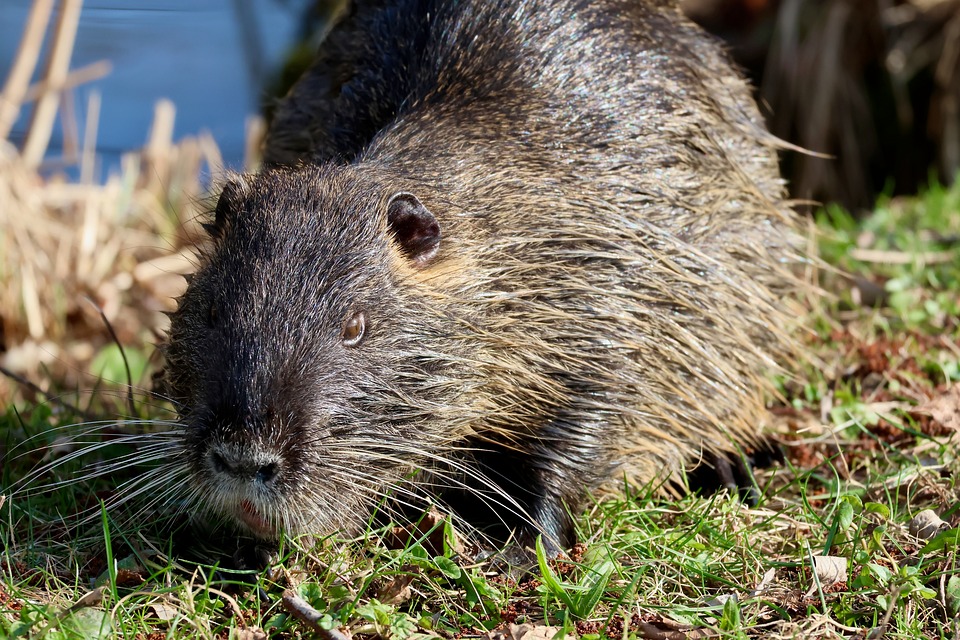 Nutria Rodent Invasive Species - Free photo on Pixabay
