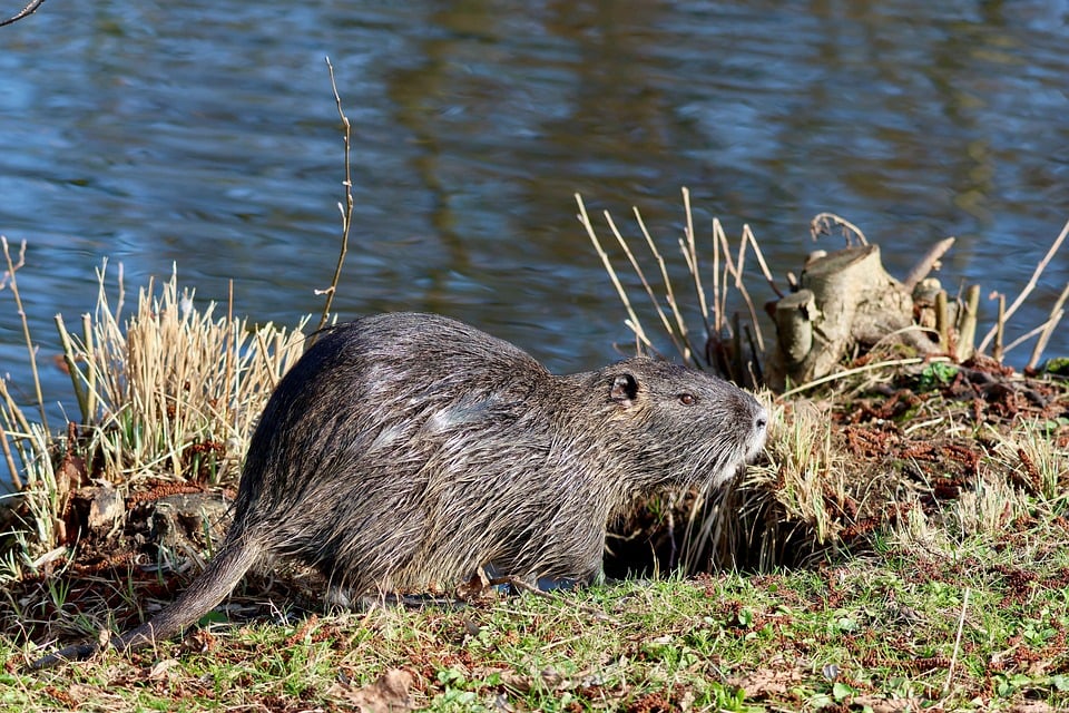 Nutria Animal By Water Wetland - Free photo on Pixabay