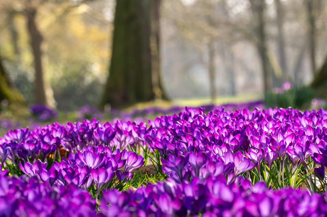 Crocuses Purple Spring Castle - Free photo on Pixabay