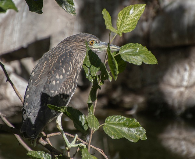 Night Heron Bird Animal - Free photo on Pixabay