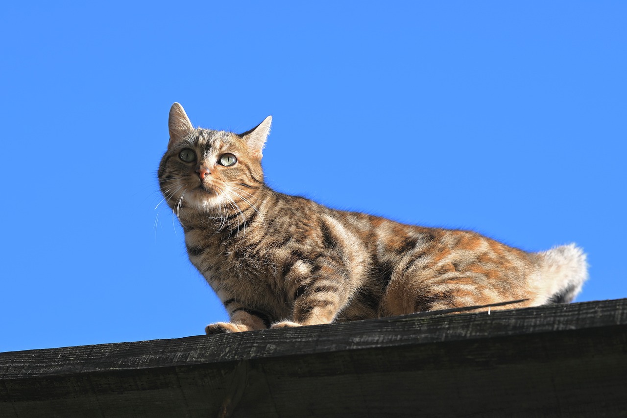 Mila The Cat Animal Because - Free photo on Pixabay