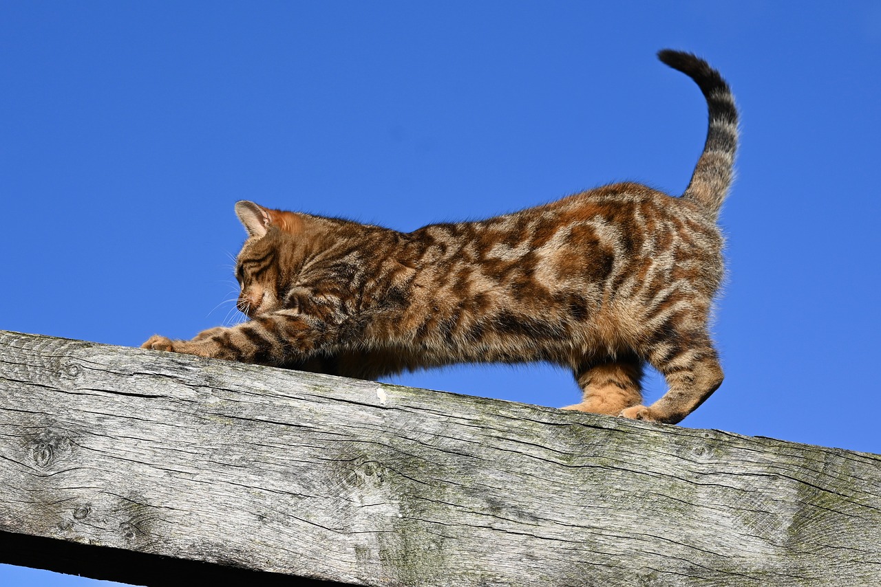 Mila The Cat Animal - Free photo on Pixabay