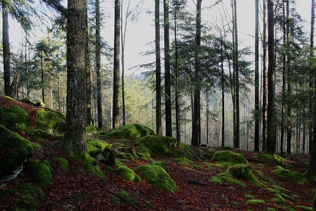 Trees, Light, Forest. Free Stock Video - Pixabay
