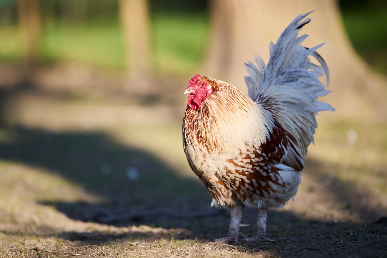 Haan Chicken Poultry - Free photo on Pixabay