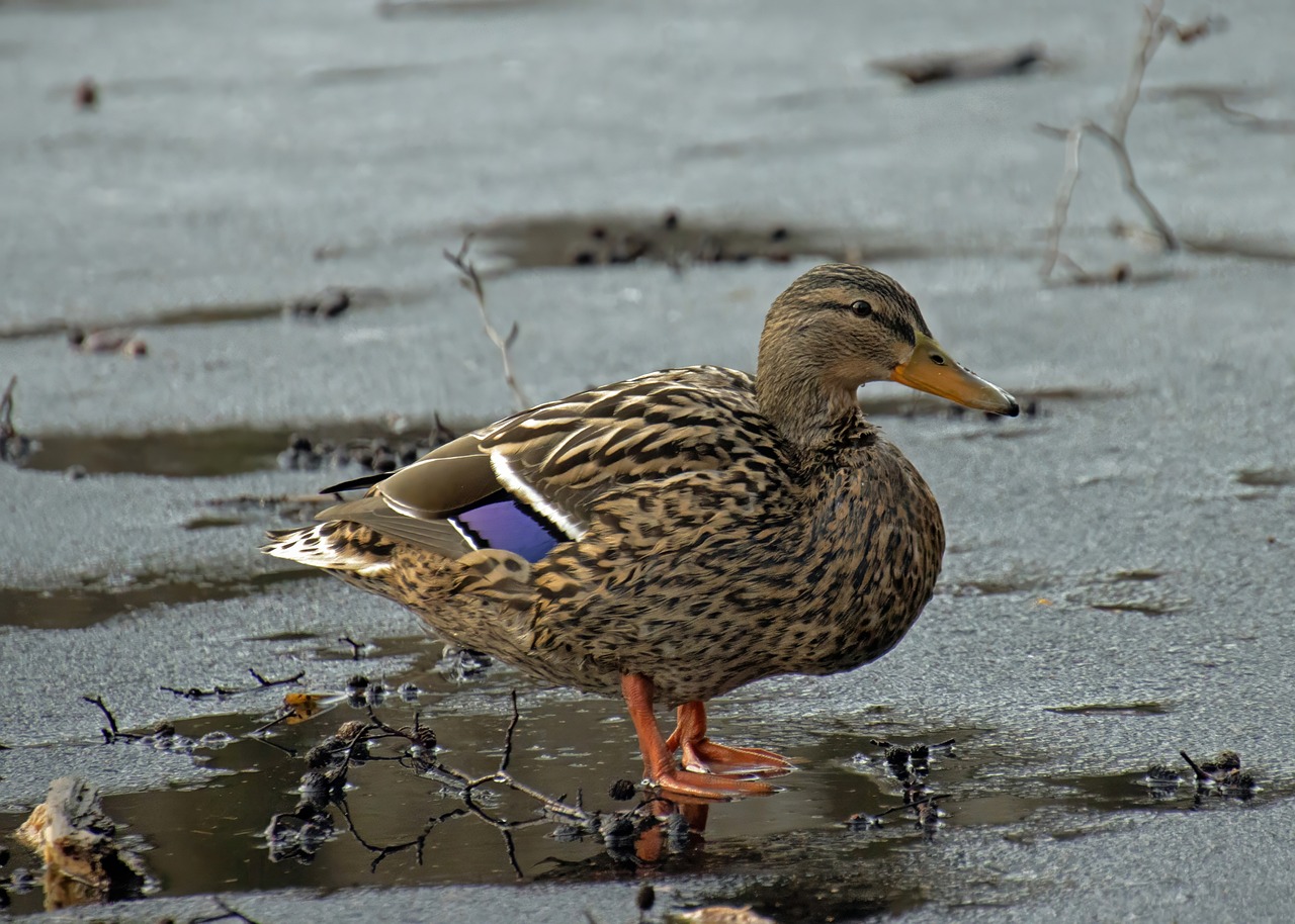 Mallard Bird Water - Free photo on Pixabay