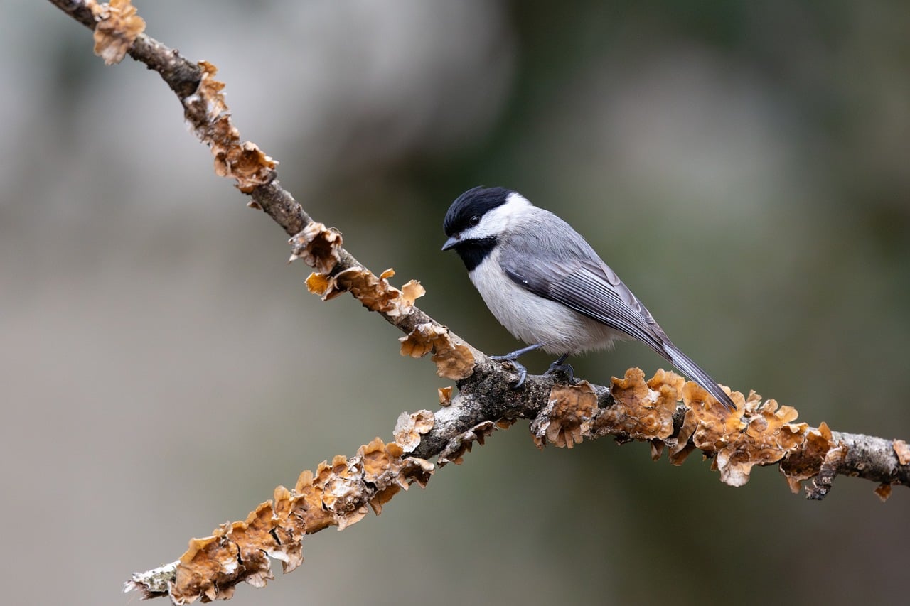 Chickadee Perched Branch - Free photo on Pixabay