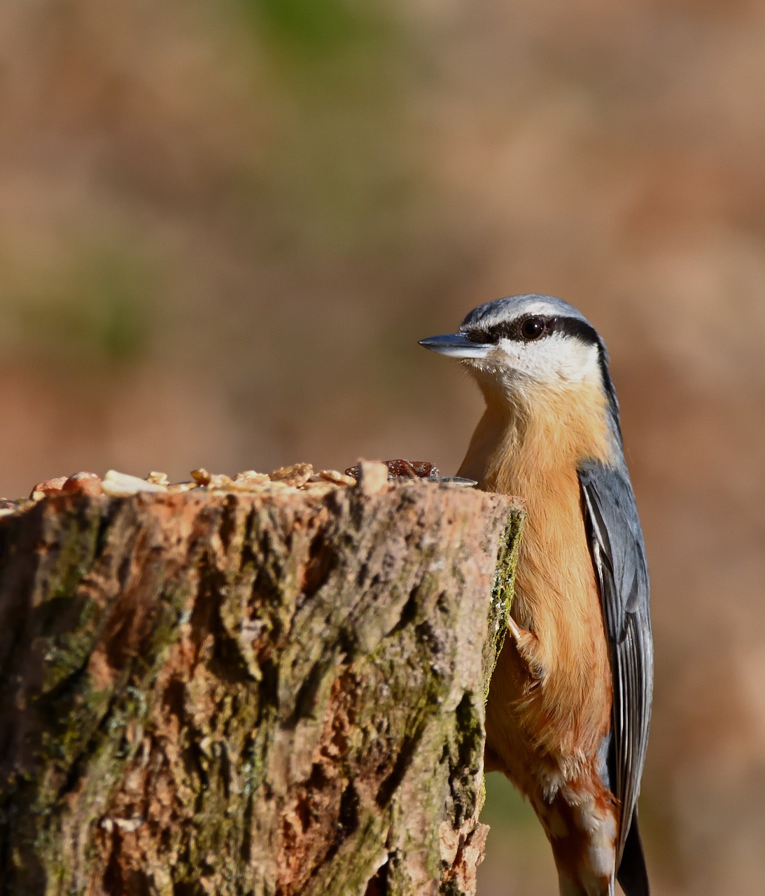 Bird Nuthatch Animal - Free photo on Pixabay