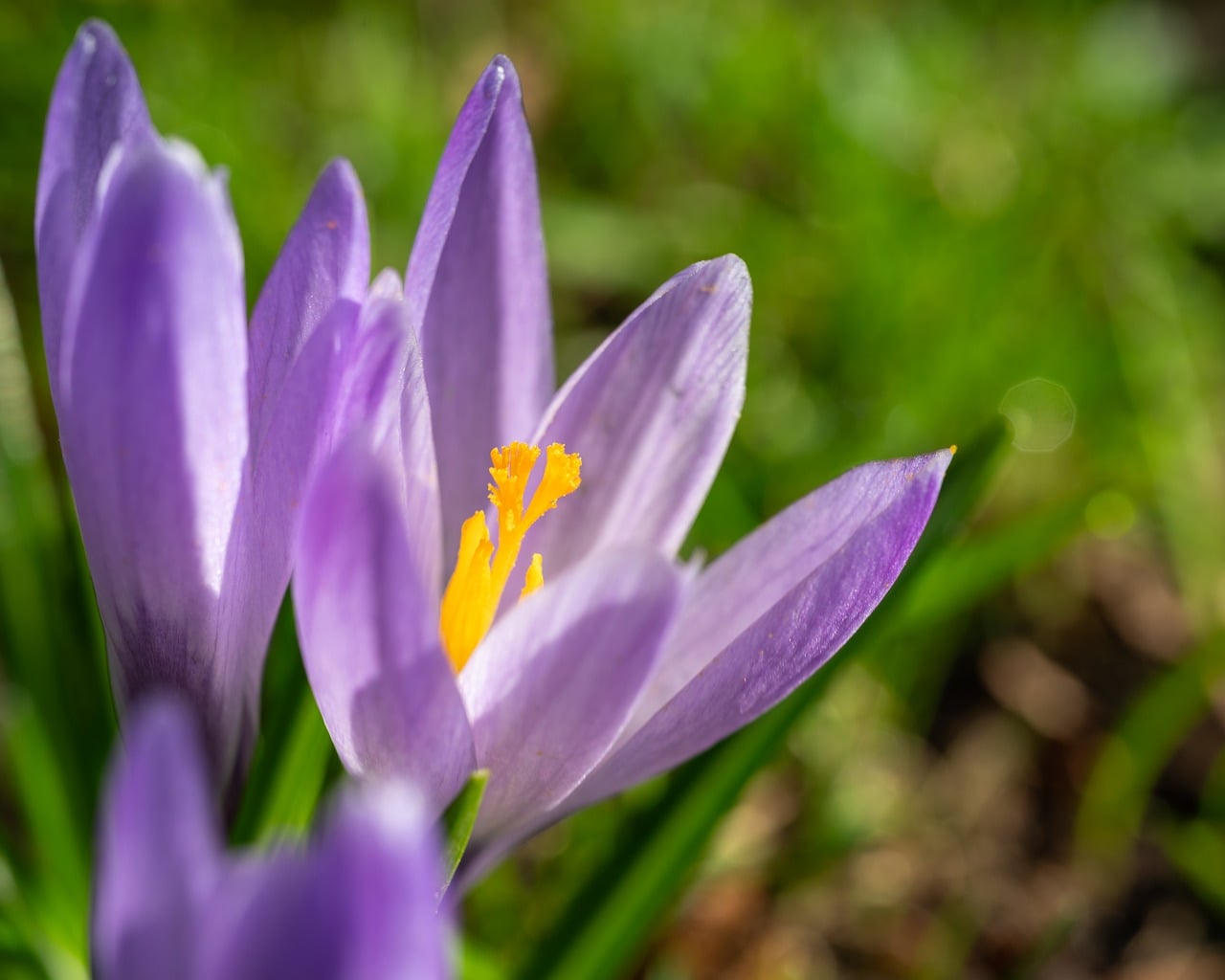 Crocuses Spring Bloom - Free photo on Pixabay