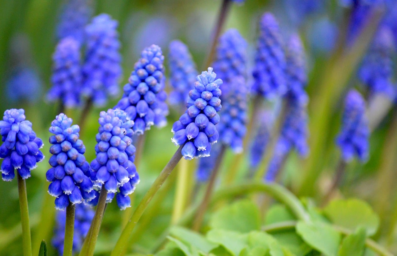 Grape Hyacinths Miners Pearl - Free photo on Pixabay