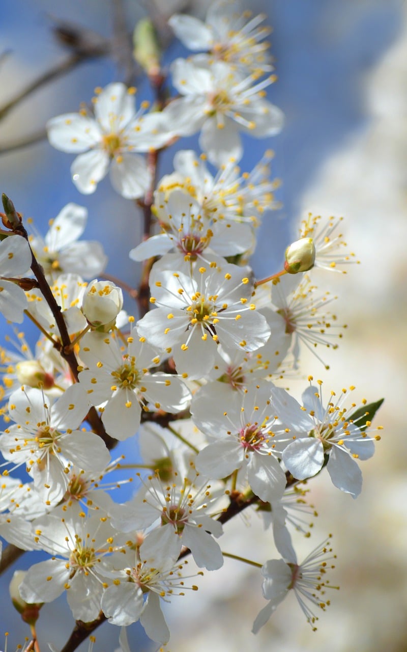 Wild Cherry Bird Nature - Free photo on Pixabay