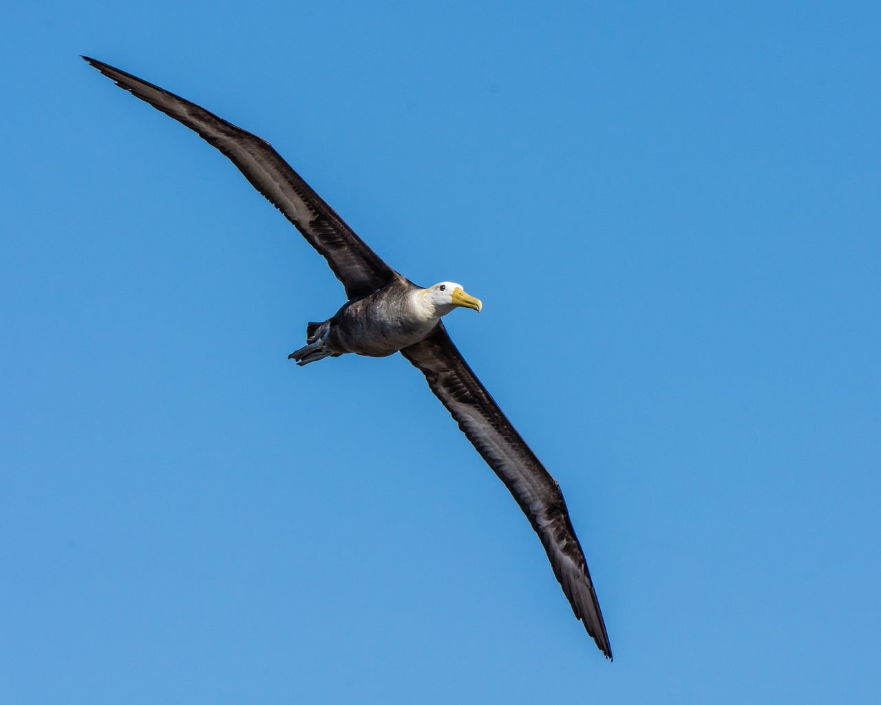 Galapagos Albatross Nature - Free photo on Pixabay