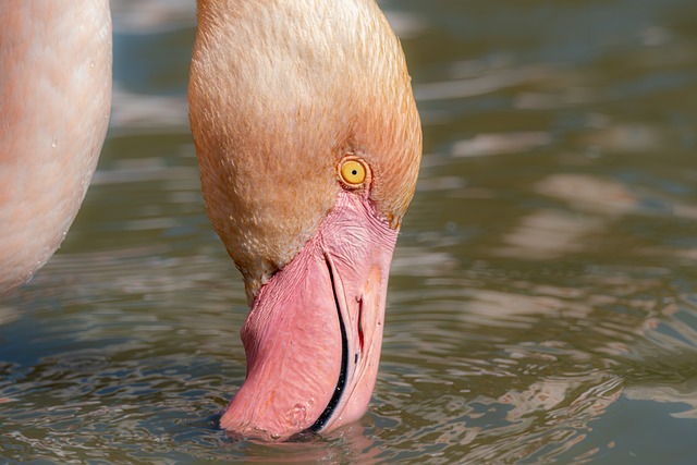 Animal Close-Up Pet Portrait - Free photo on Pixabay