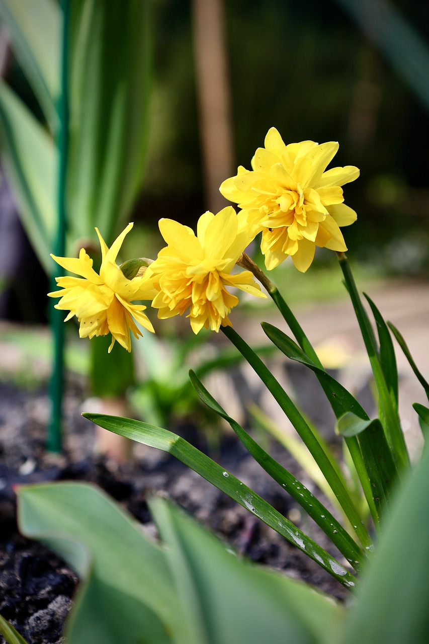 Spring Daffodil Nature - Free photo on Pixabay
