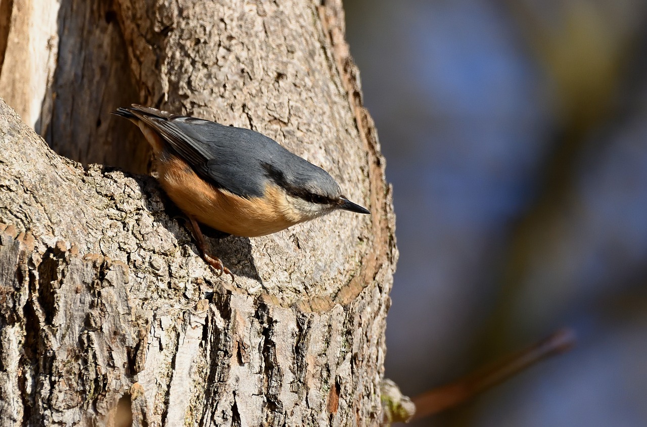 Bird Nuthatch Tree - Free photo on Pixabay