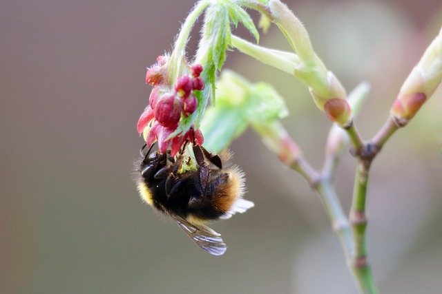 Bumblebee Insect Pollination - Free photo on Pixabay