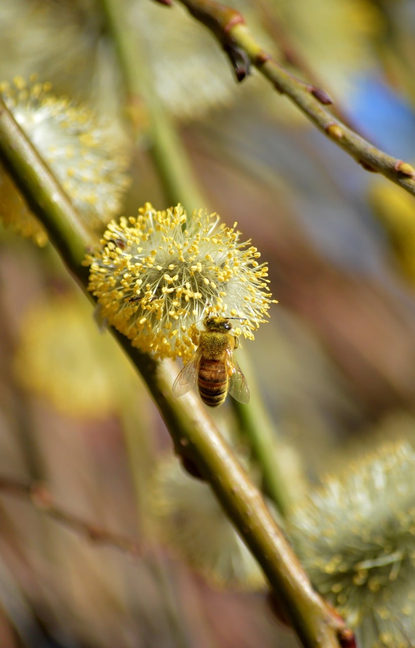 Bee Pollen Honey - Free photo on Pixabay