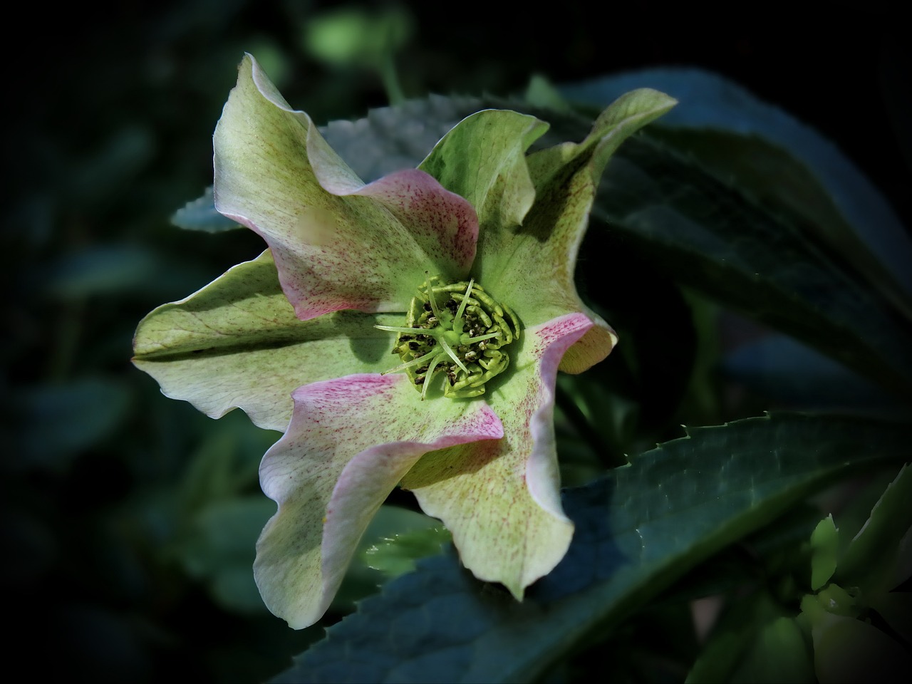 Christmas Rose Nature Anemone - Free photo on Pixabay
