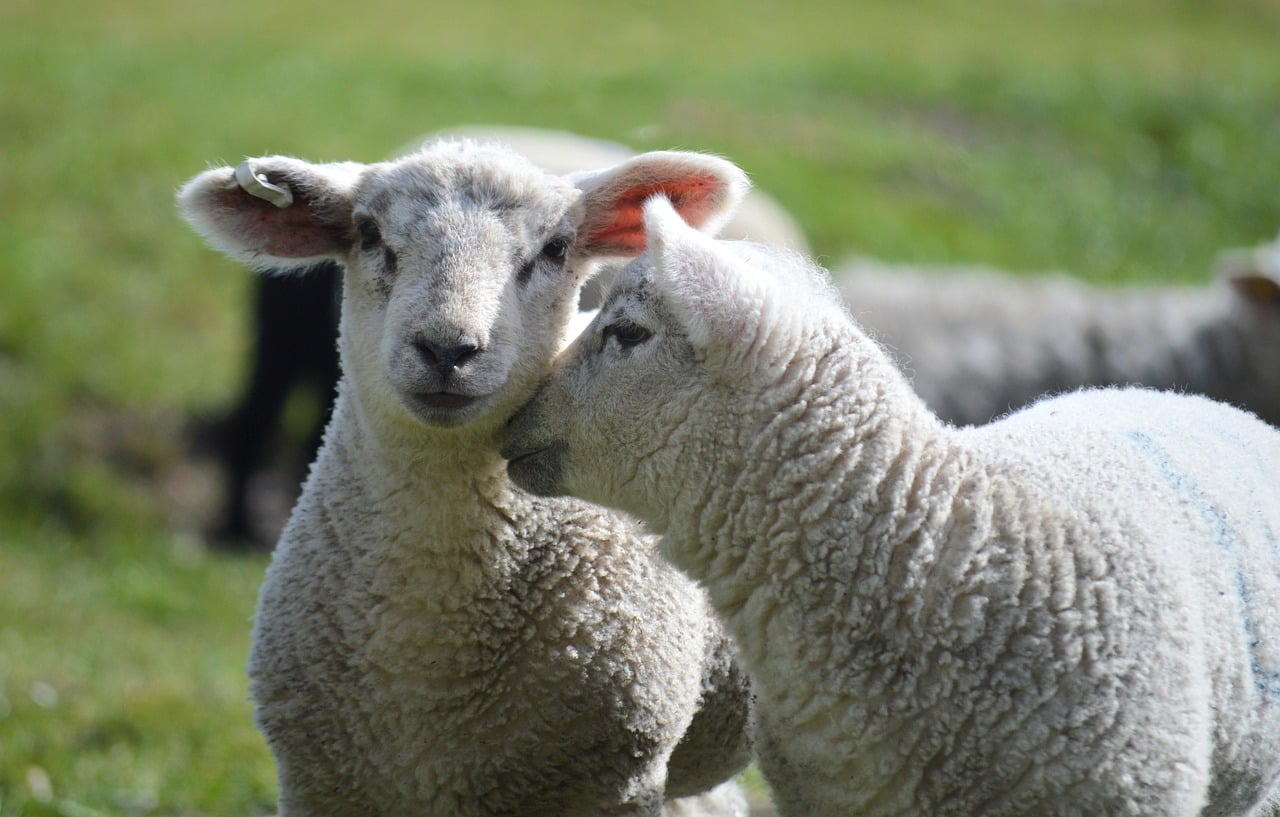 3,000+ Free Lamb & Sheep Images - Pixabay