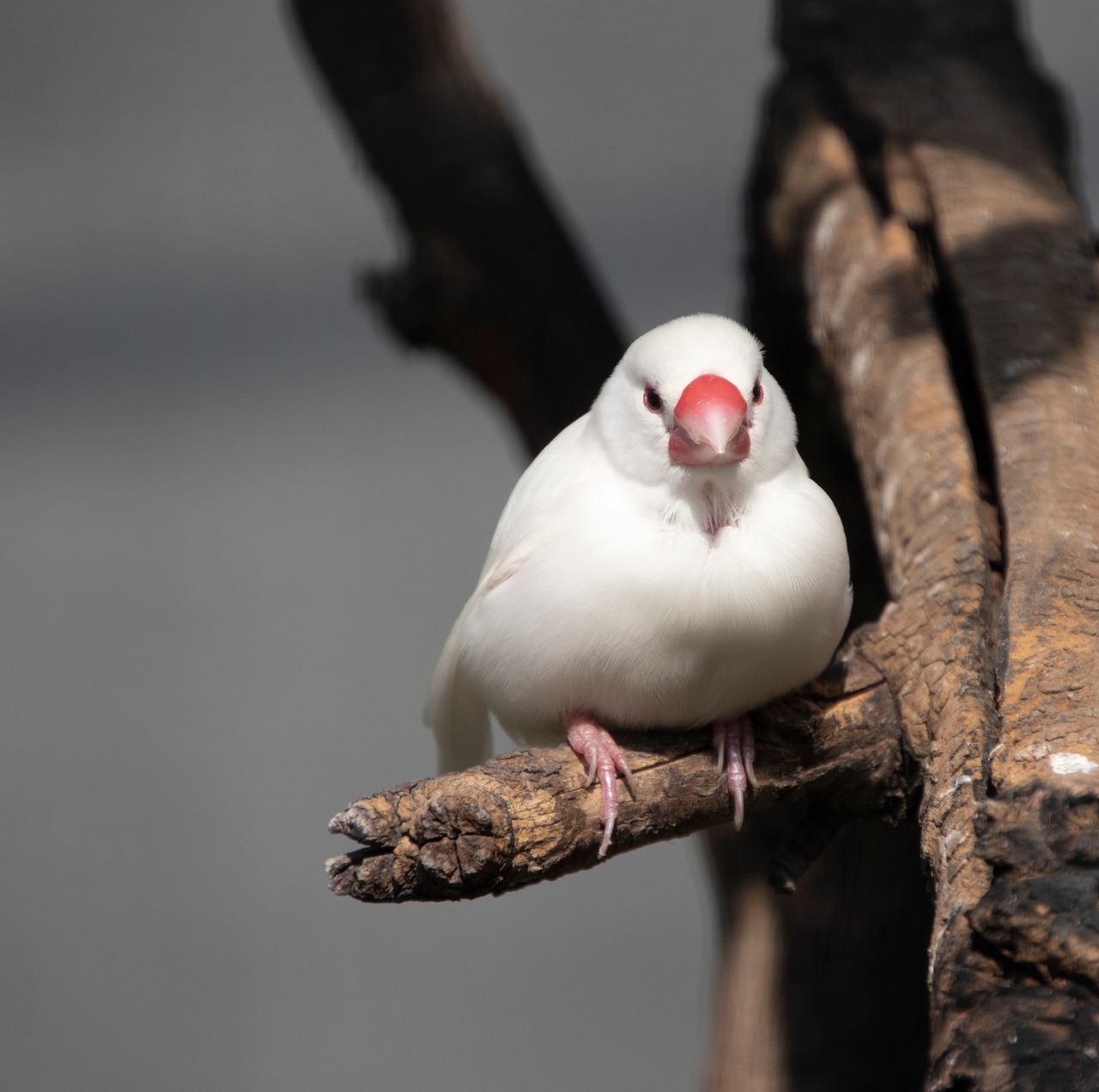 Man Bird Animal - Free photo on Pixabay
