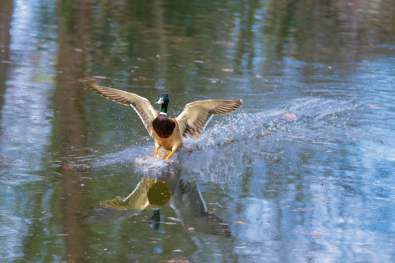 Bird Duck Mallard - Free photo on Pixabay