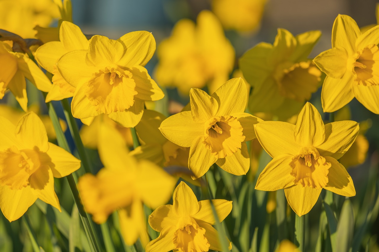 Daffodil Spring Flower - Free photo on Pixabay