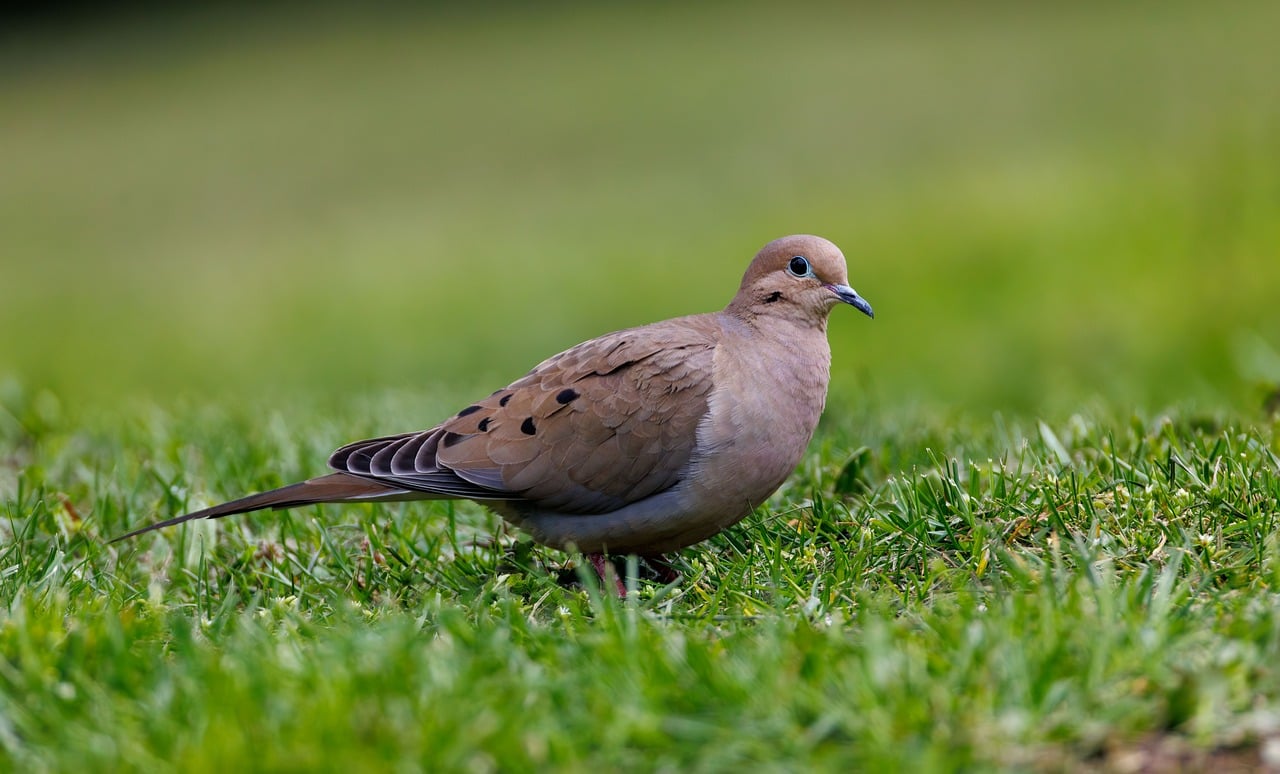 Dove Bird Nature - Free photo on Pixabay