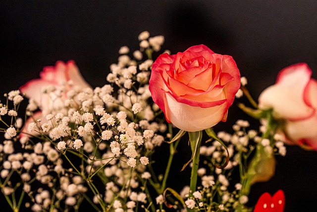 Rose Blume Romantisch - Kostenloses Foto auf Pixabay