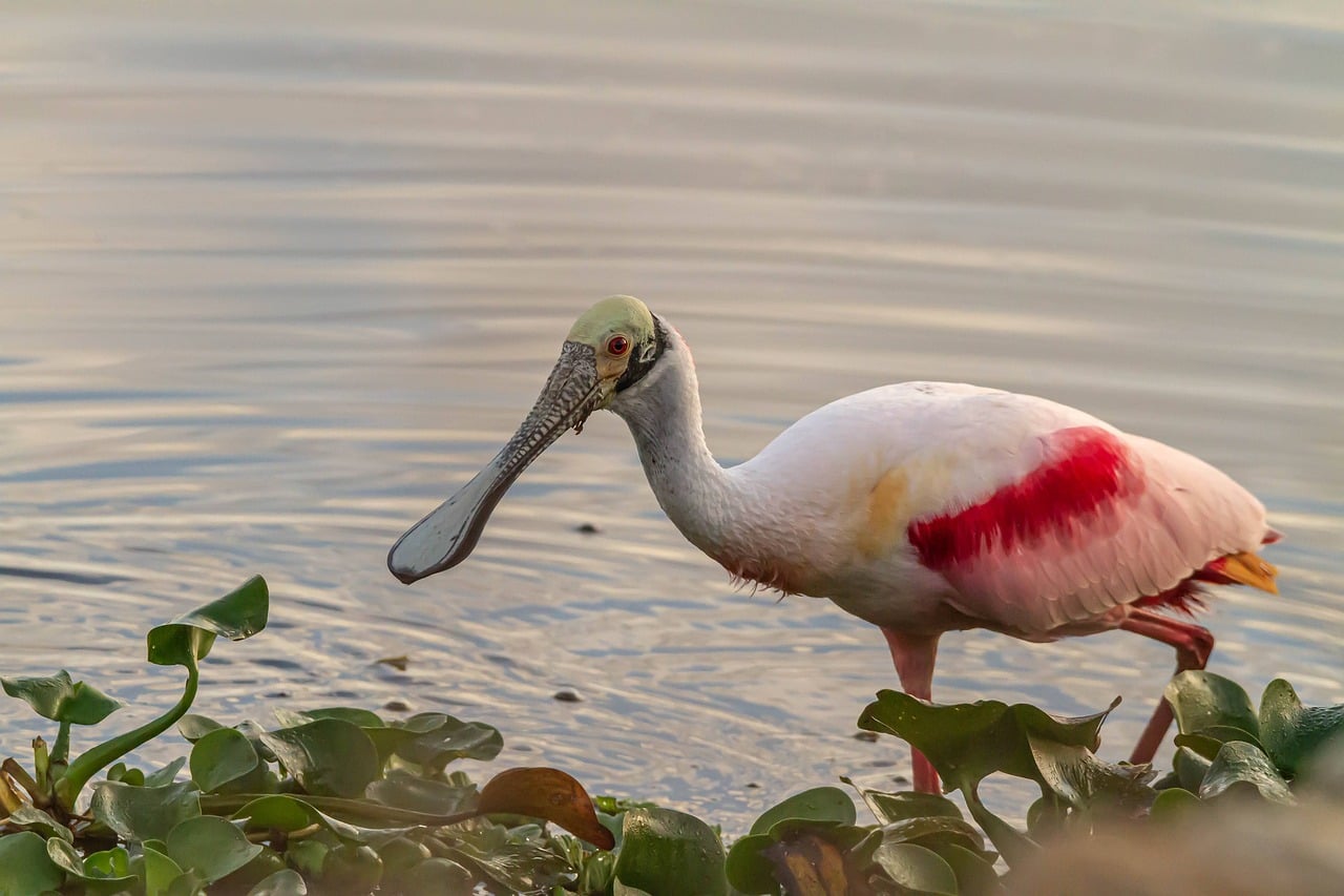 Rosetta Spoonbill Bird - Free photo on Pixabay
