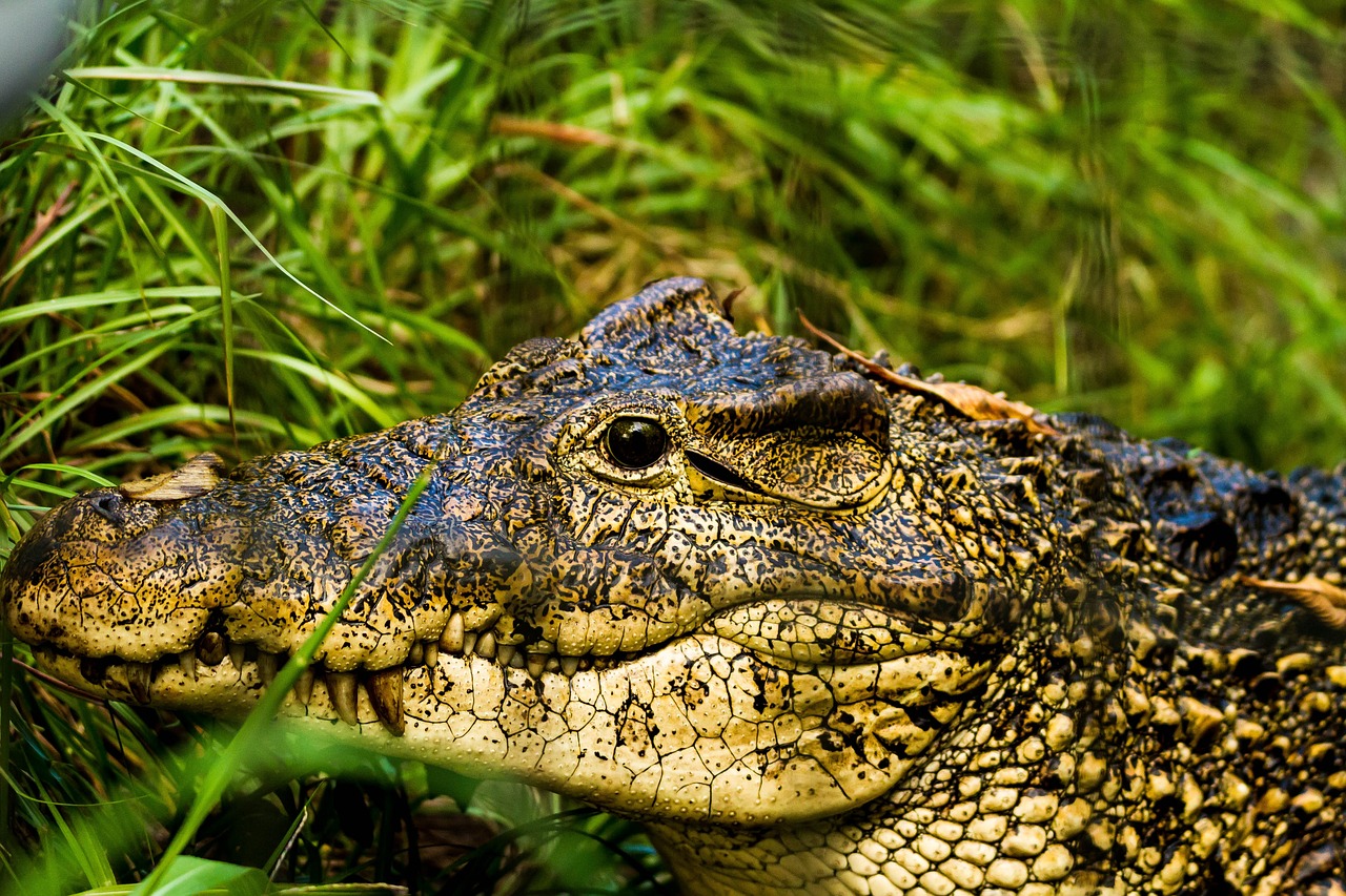 Gator Crocs Nature - Free photo on Pixabay