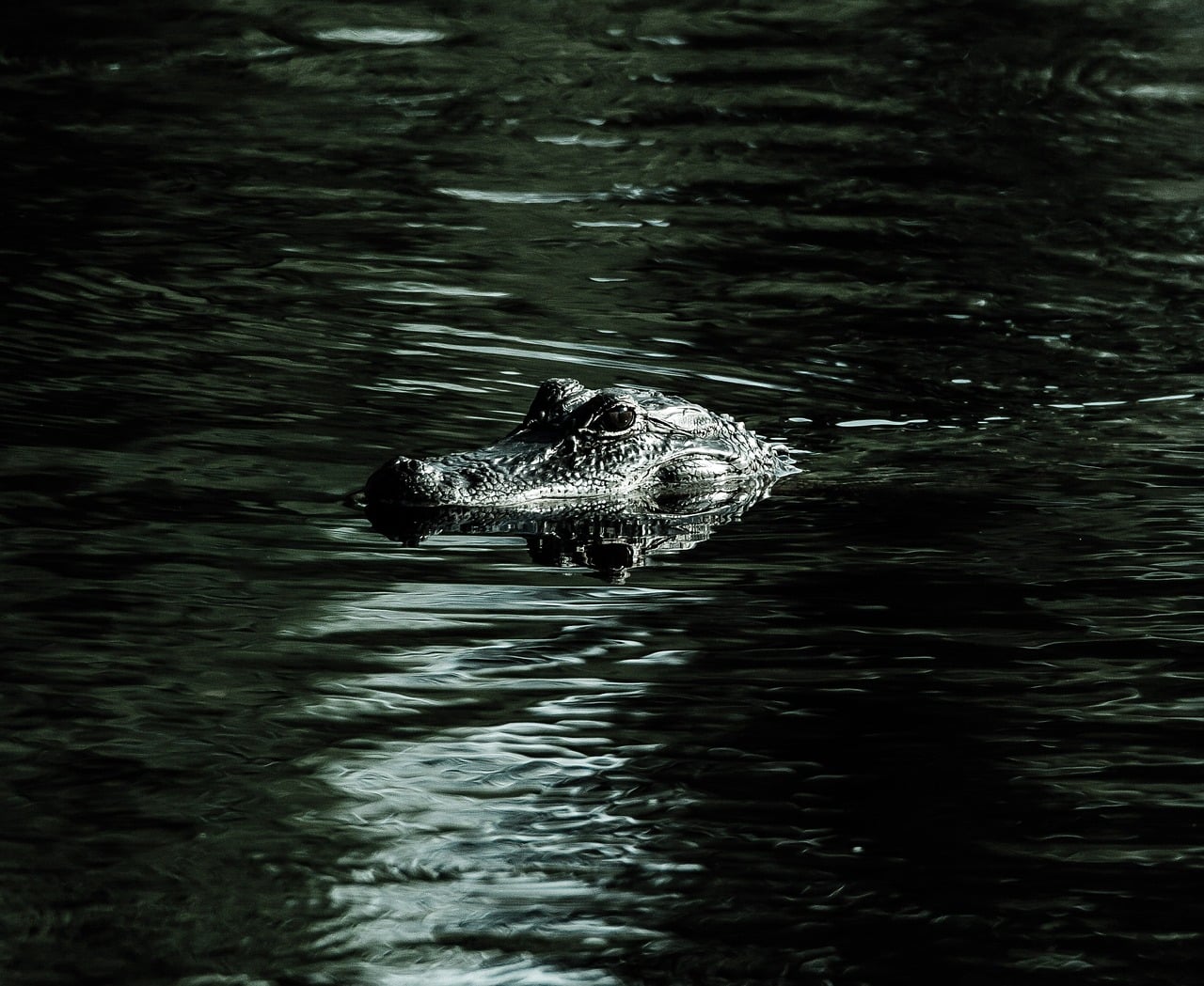 Gator Alligator Wildlife - Free photo on Pixabay