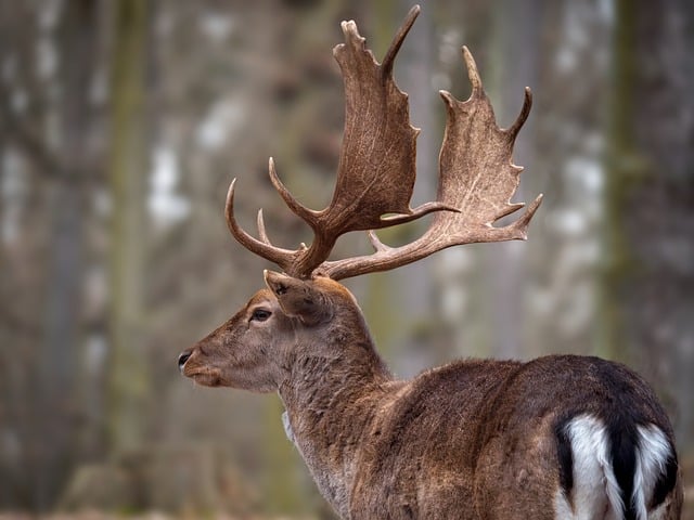Fallow Deer Animal Mammal - Free photo on Pixabay