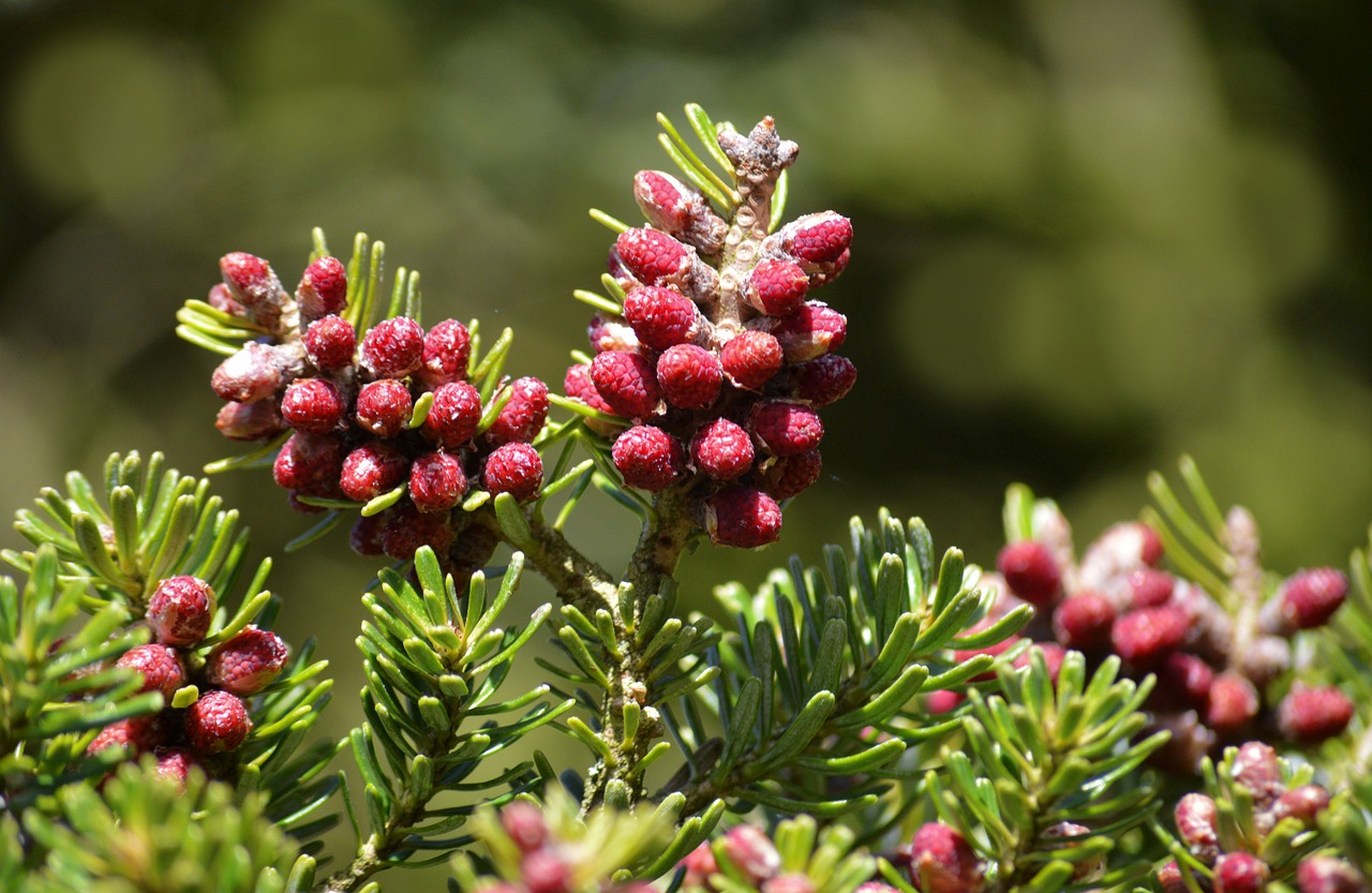 Spruce Conifer Blossom - Free photo on Pixabay