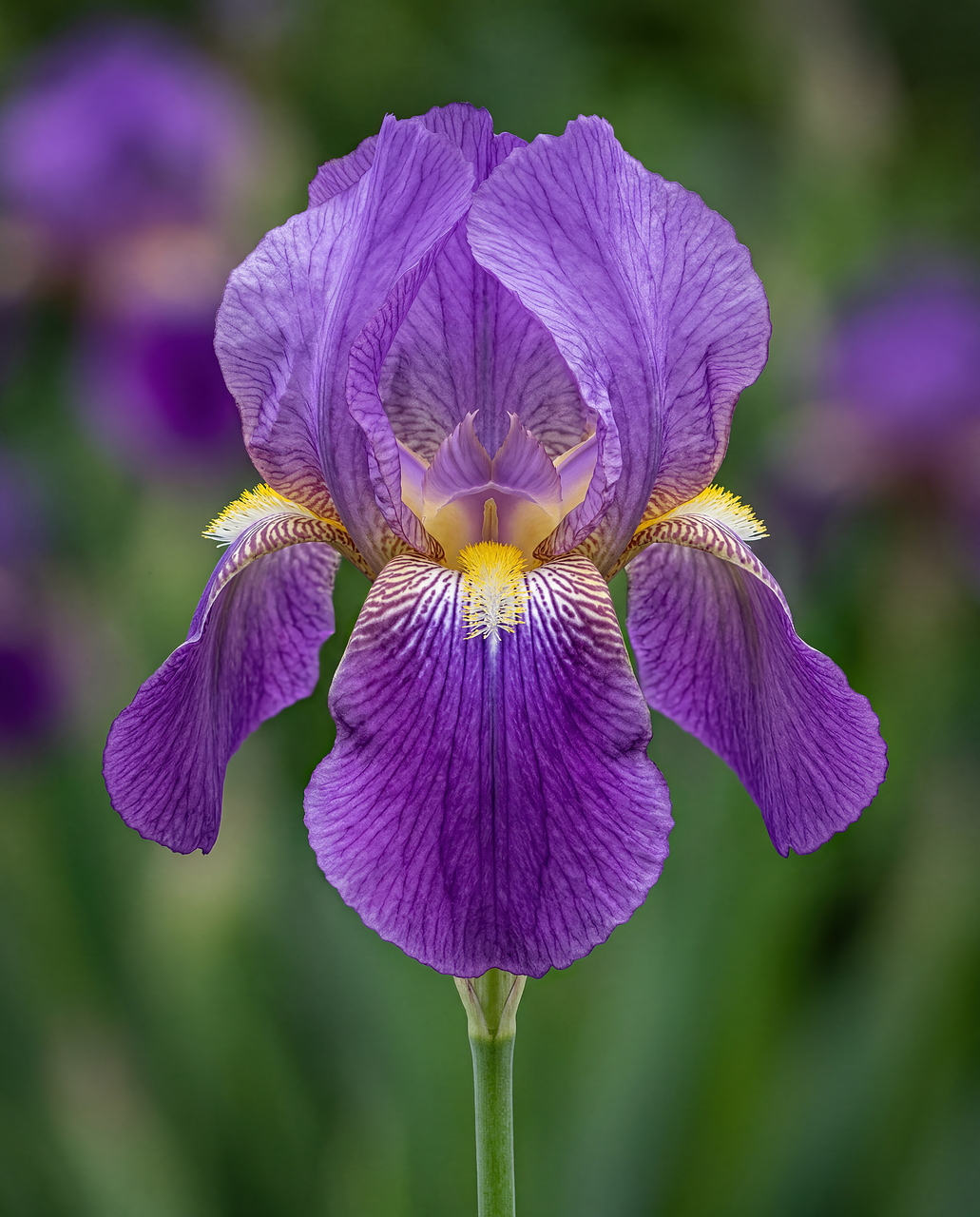 Iris Nature Flower - Free photo on Pixabay