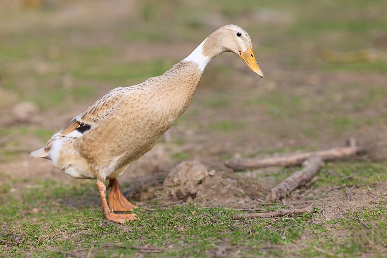 10,000+ Free Walking Duck & Nature Images - Pixabay