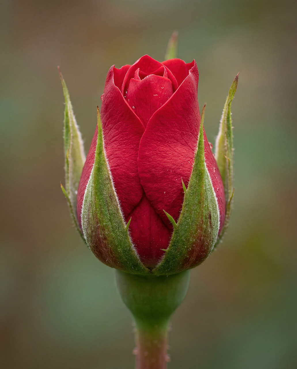 Rosebud Nature Rose - Free photo on Pixabay
