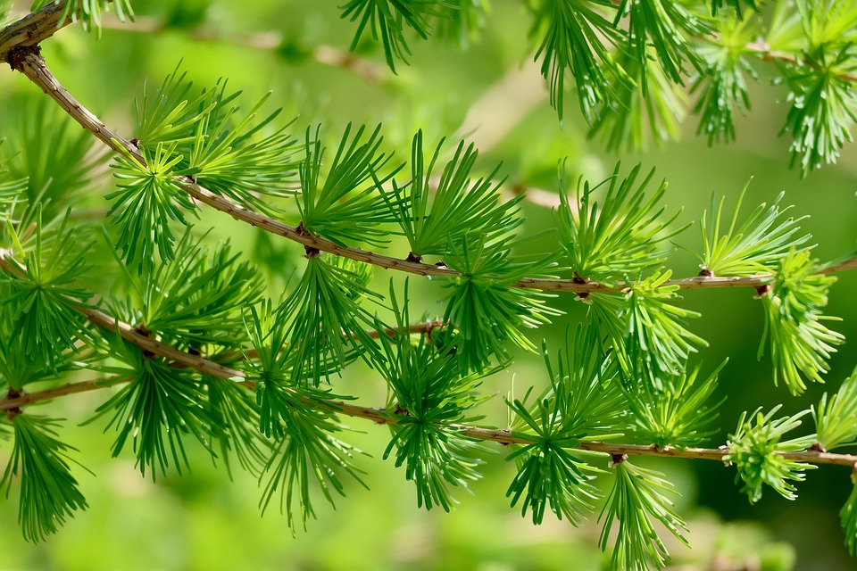 Larch Fresh Green Young Leaves - Free photo on Pixabay