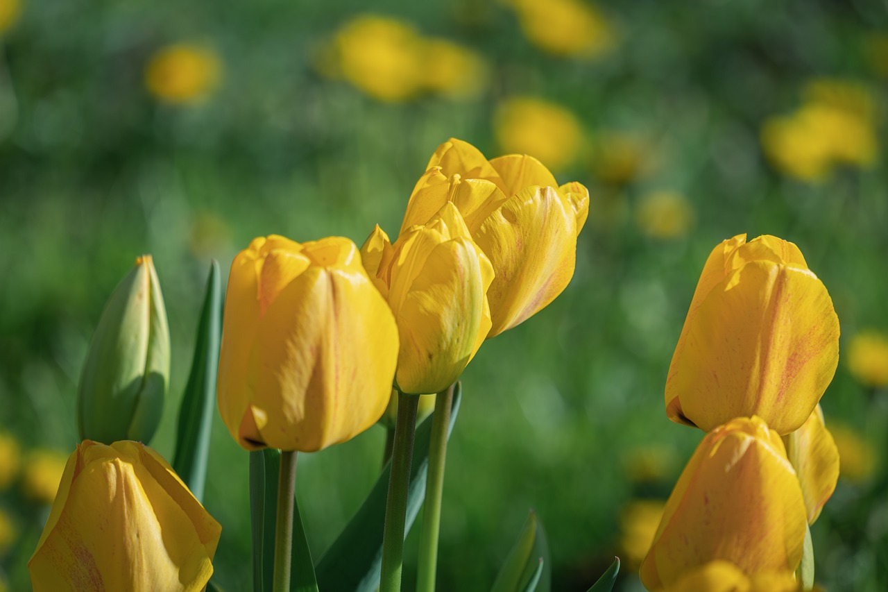 Tulips Yellow Bloom - Free photo on Pixabay