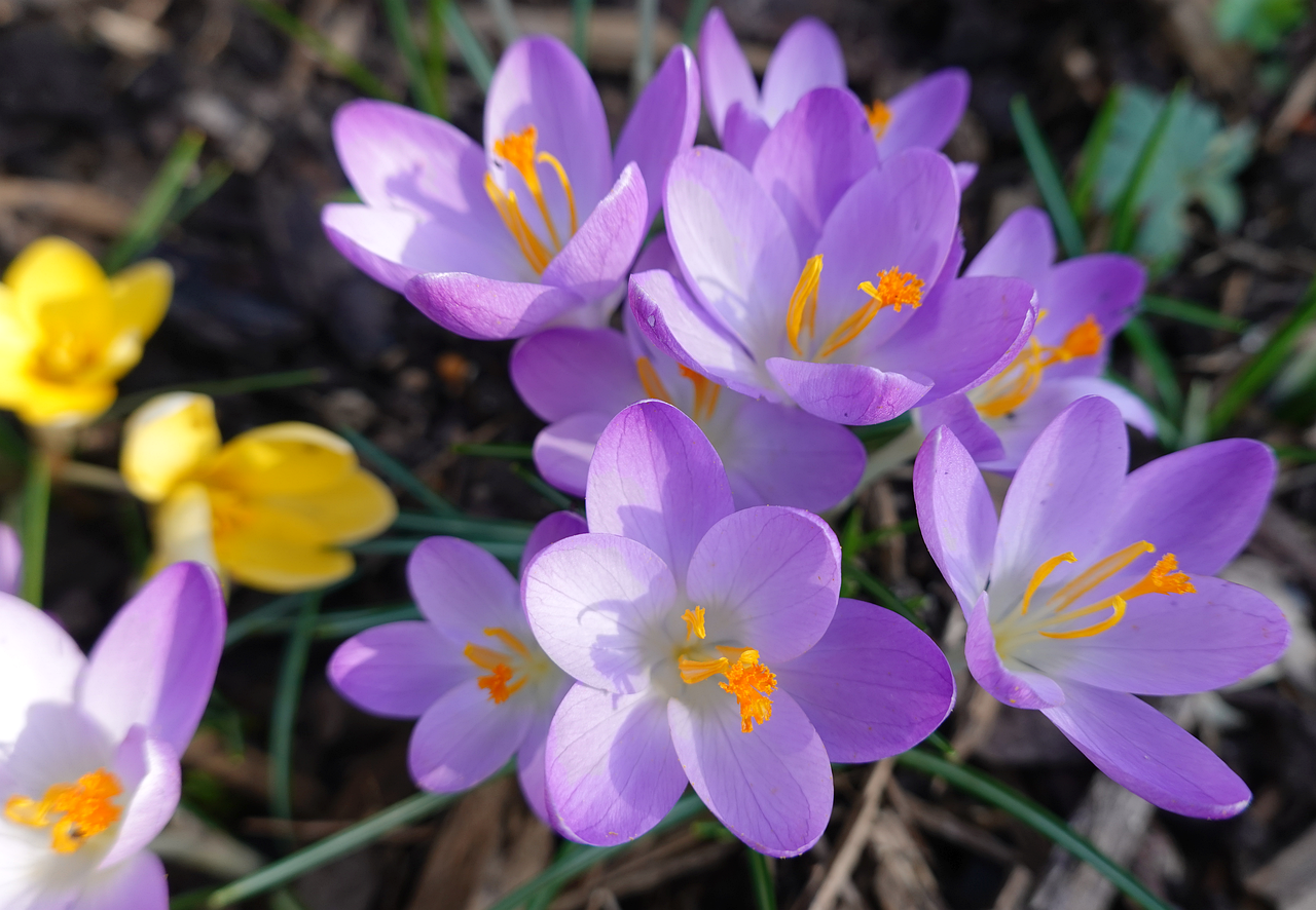 Crocuses Nature Flower - Free photo on Pixabay