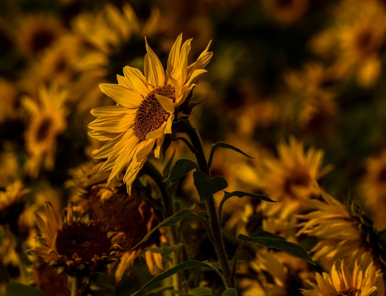 Sunflower Flower Nature - Free photo on Pixabay