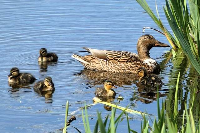 Ducklings Young Ducks Spring - Free photo on Pixabay
