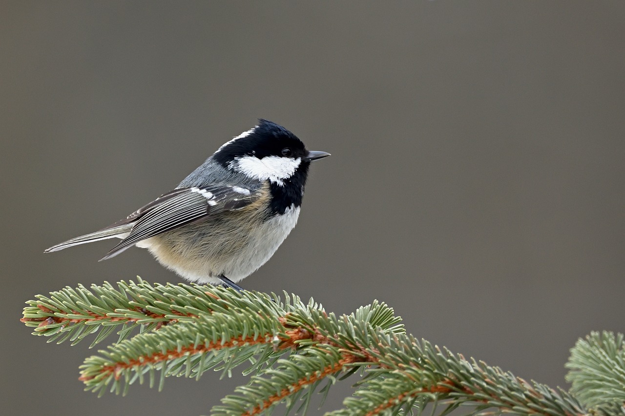 Coal Tit Bird Conifer - Free photo on Pixabay