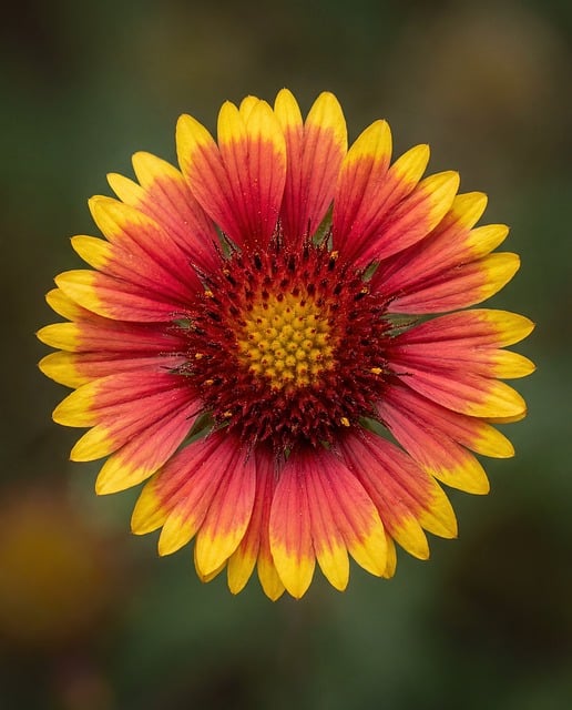 Firewheel Nature Flower - Free photo on Pixabay