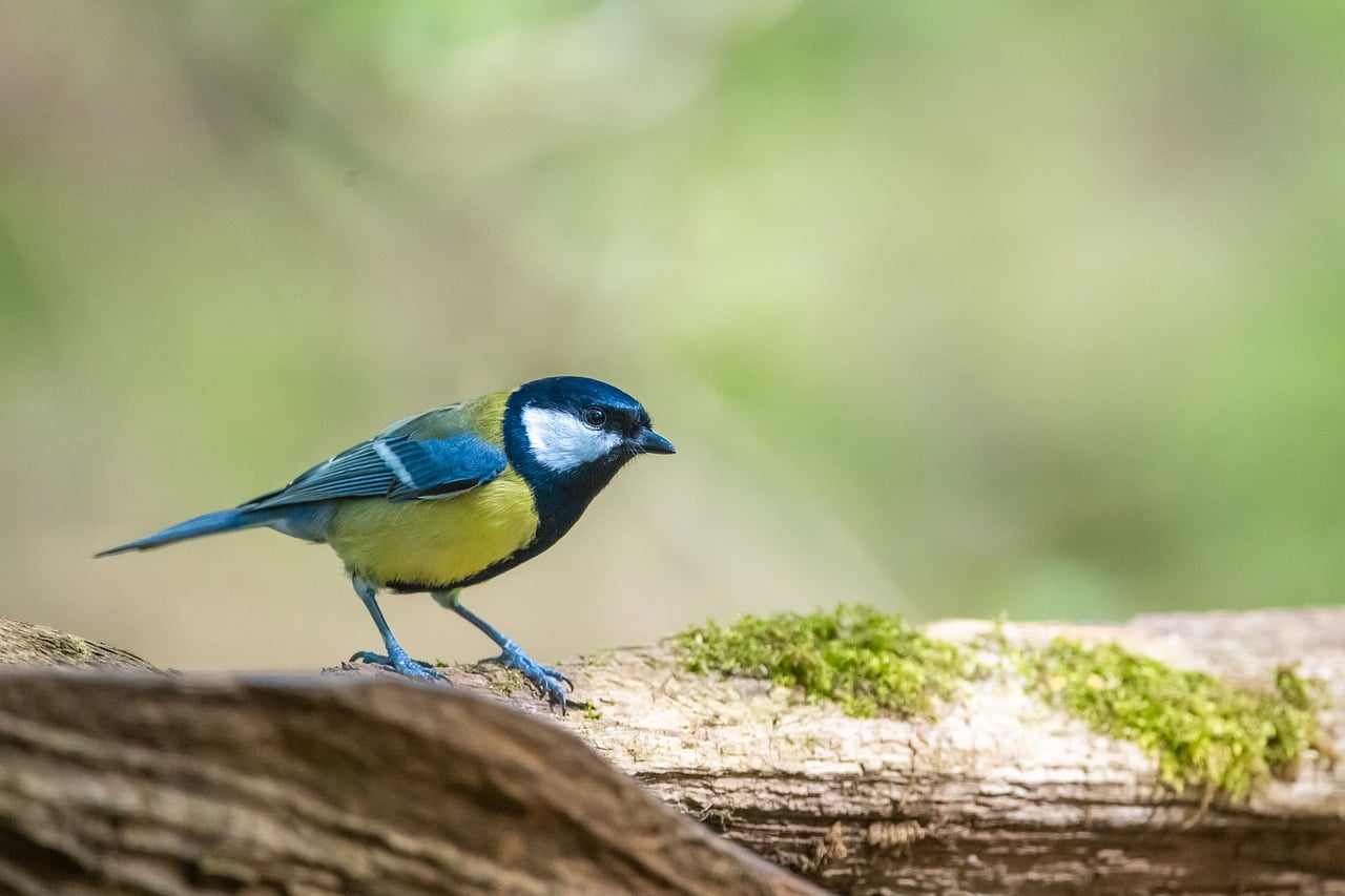 Bird Great Tit Songbird - Free photo on Pixabay