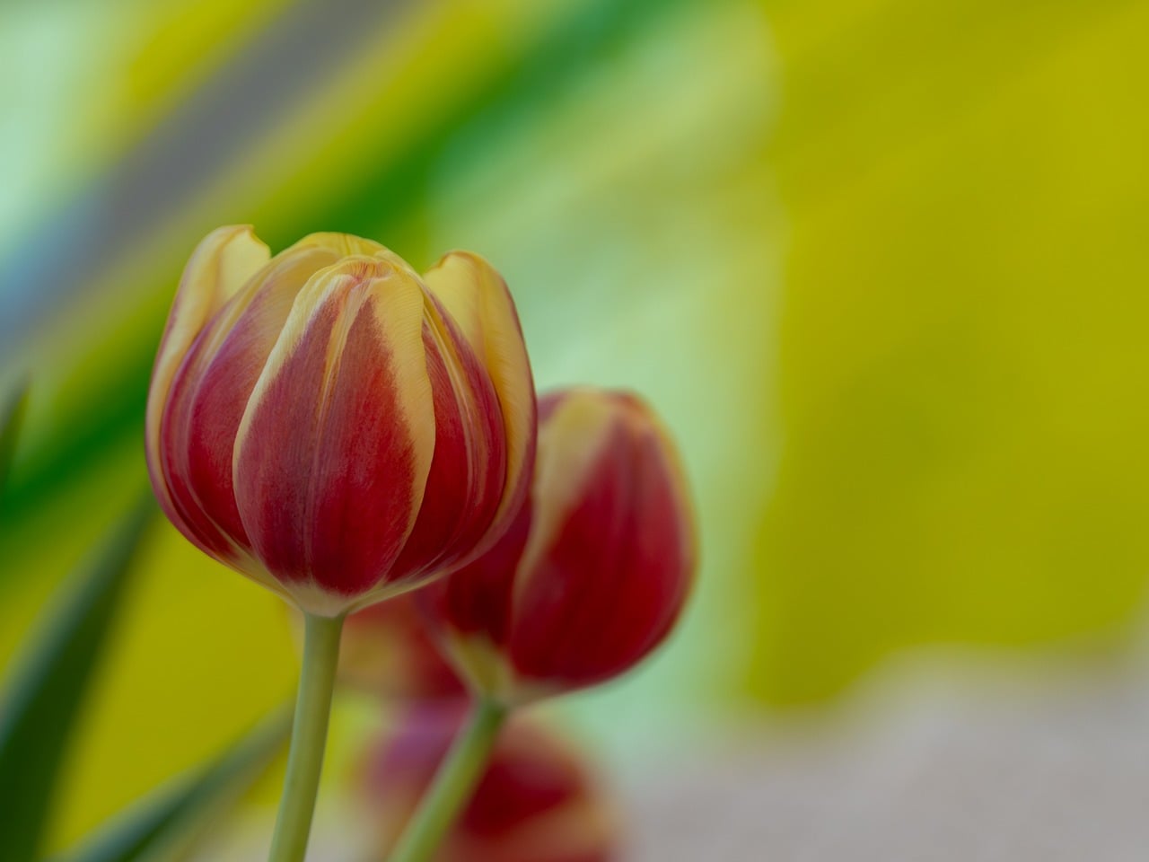 Tulips Easter Friedeburg - Free photo on Pixabay